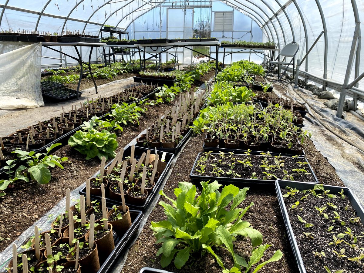 Gallery - Growing to Give